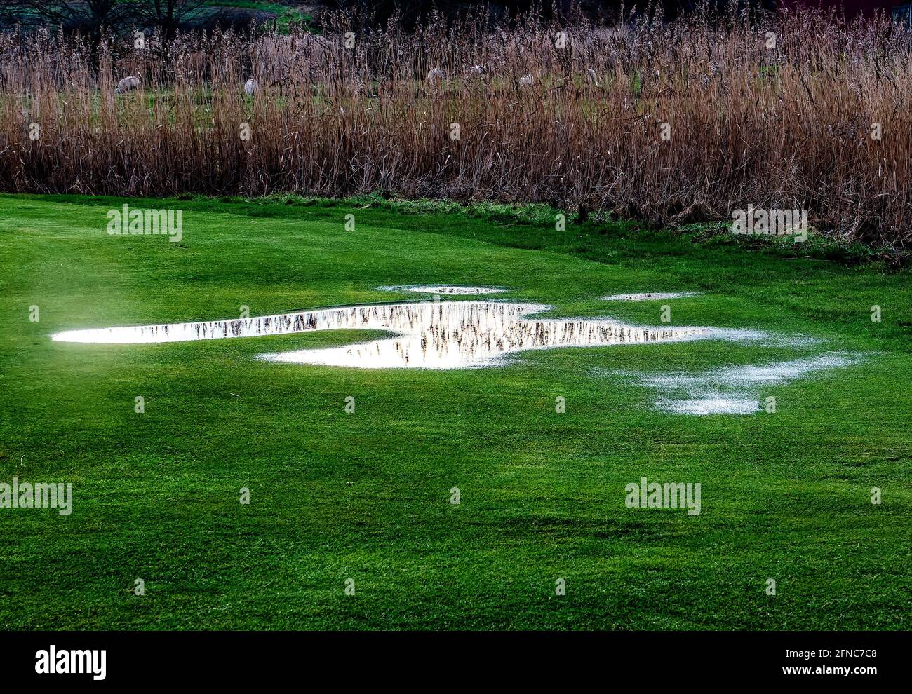 Rain pool on a rural golf course Stock Photo - Alamy