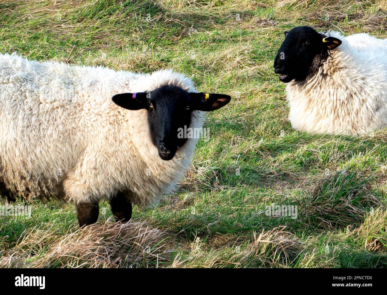 Black faced northumbrian sheep hi-res stock photography and images - Alamy