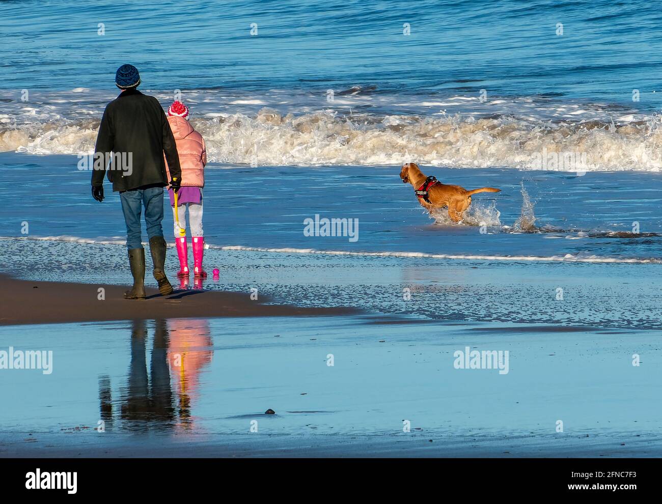 People on the beach with a Dog frolicking in the water Stock Photo - Alamy