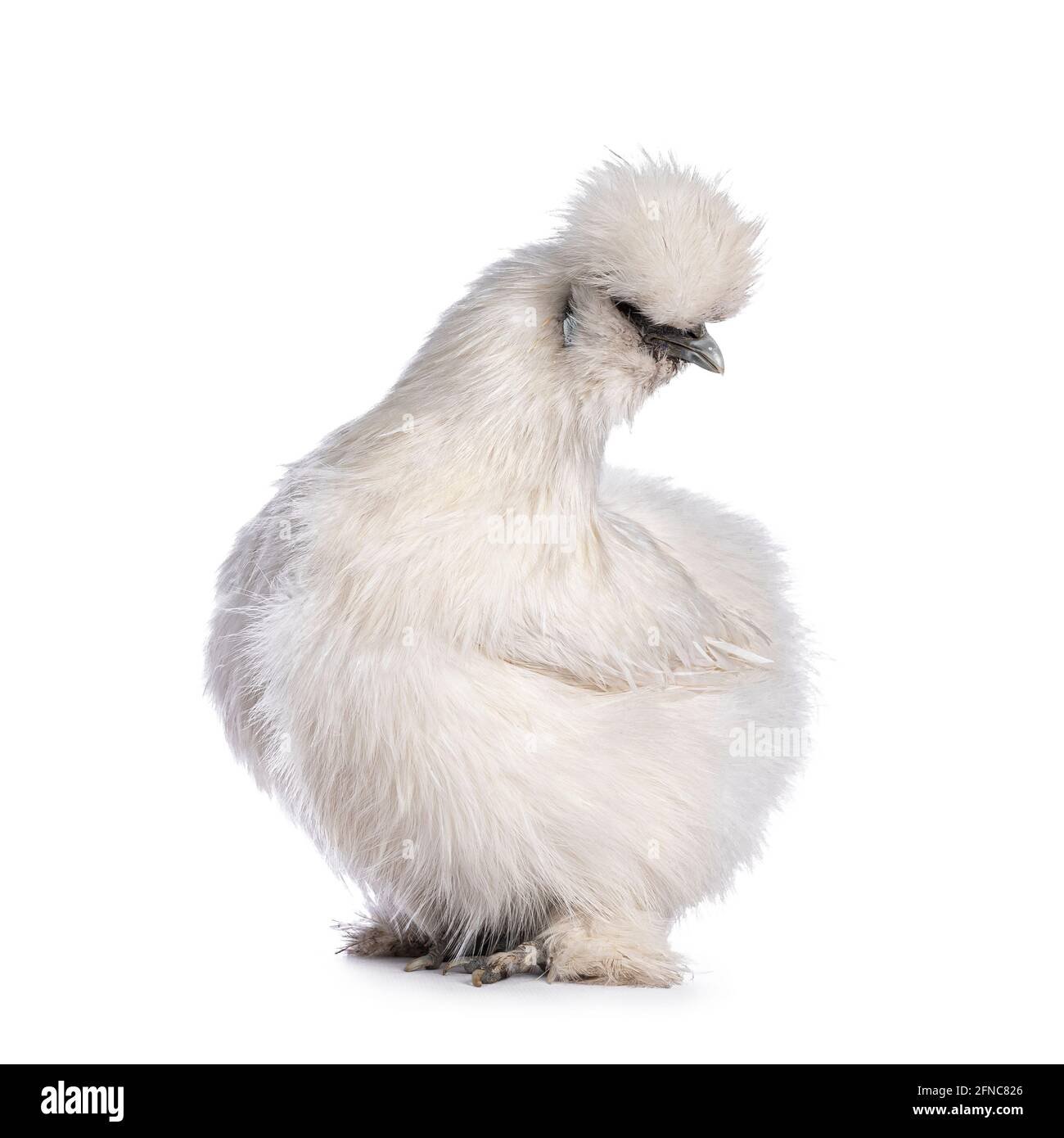 White Silkie Bantam Rooster
