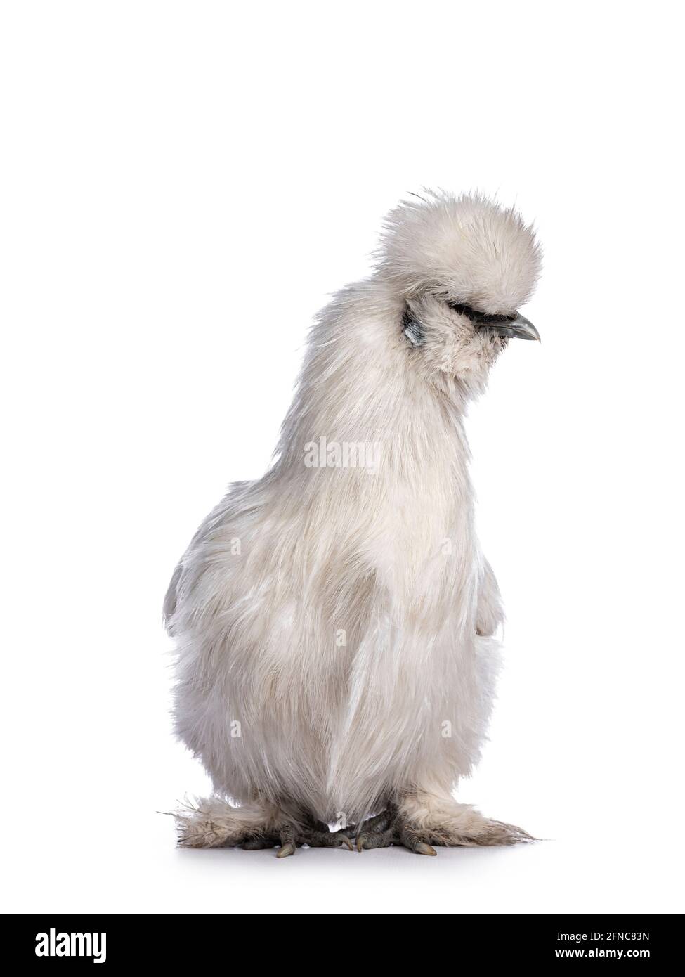 Cute Fluffy Chickens