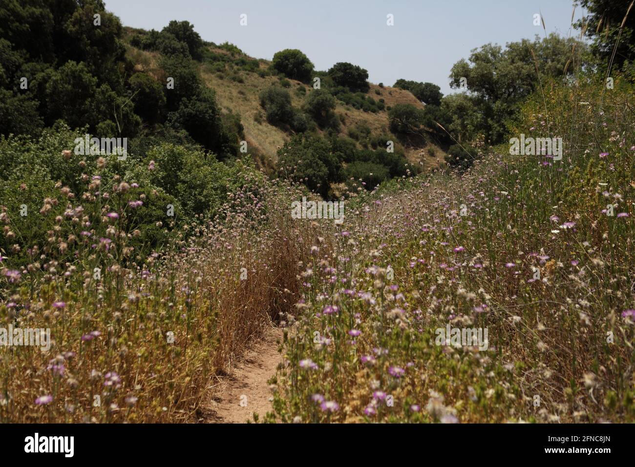 Oak Trees, bushes, Centaurea flowers or Blush Centaury Thisle plus ...