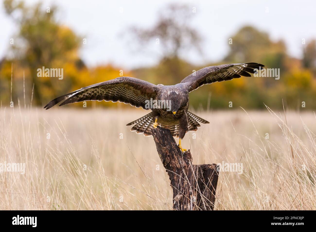 A wild buzzard standing on an old tree branch in the countryside wings ...