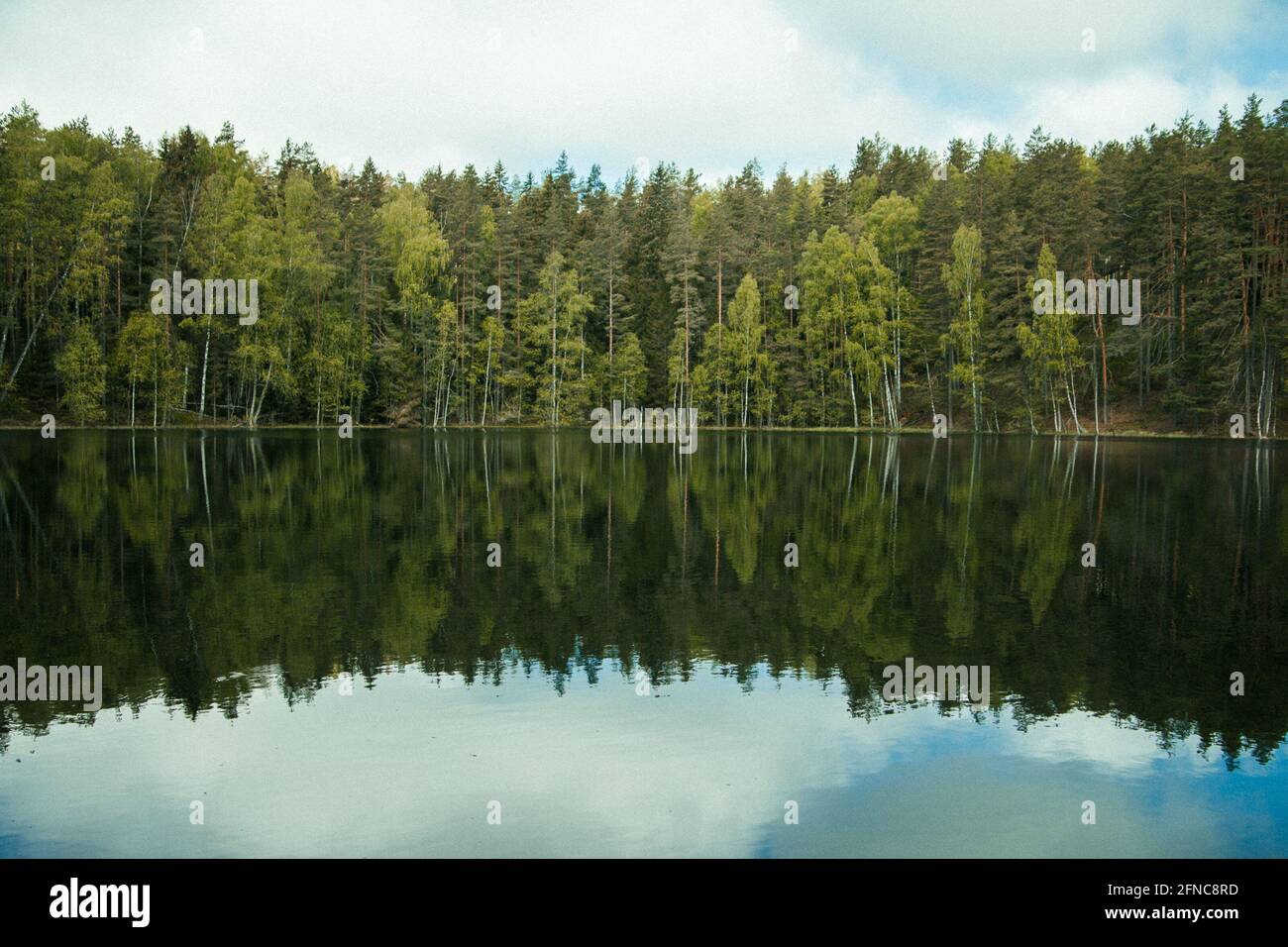 Green pine forest reflected on a lake Stock Photo - Alamy