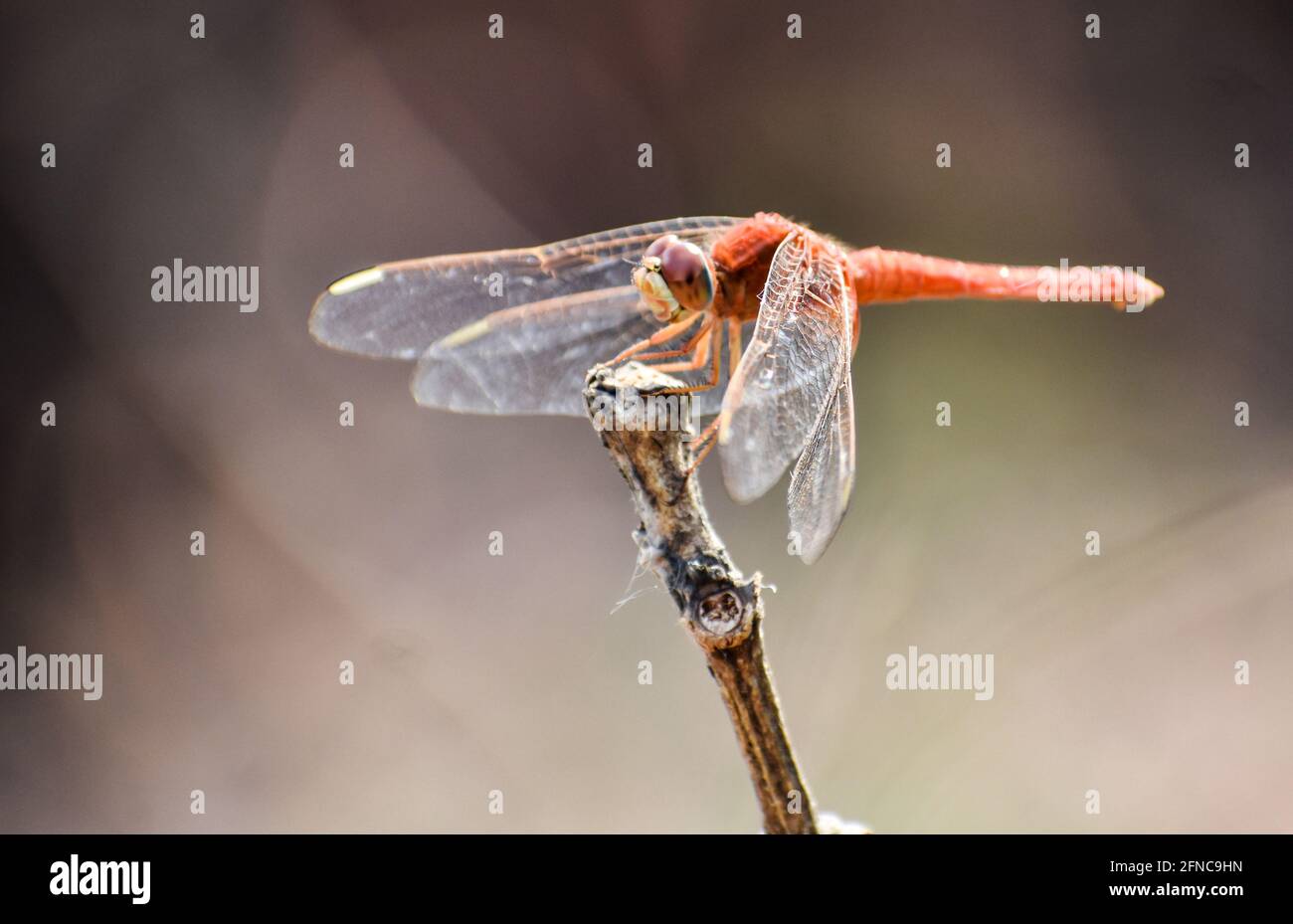 Red Color Dragonfly seating on single stick at low density forest with ...
