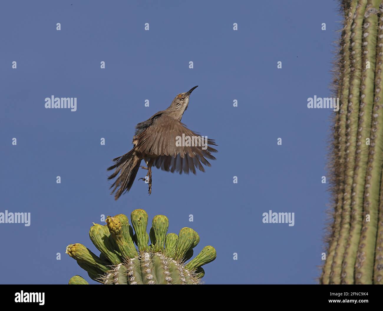 curve-billed thrasher (Toxostoma curvirostre), feeding on nectar in ...