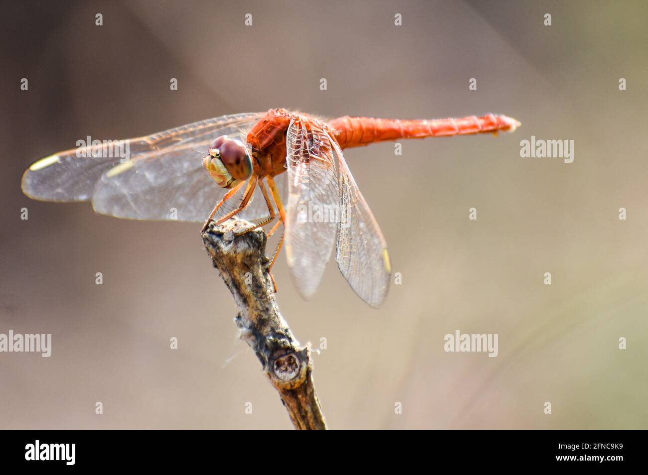 Red Color Dragonfly seating on single stick at low density forest with ...