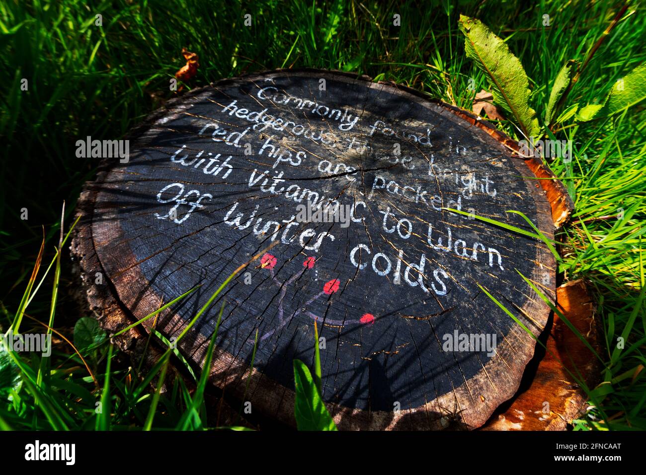 description, rosebud, on, wooden, plaque, Newton,Nature,reserve,Isle of ...