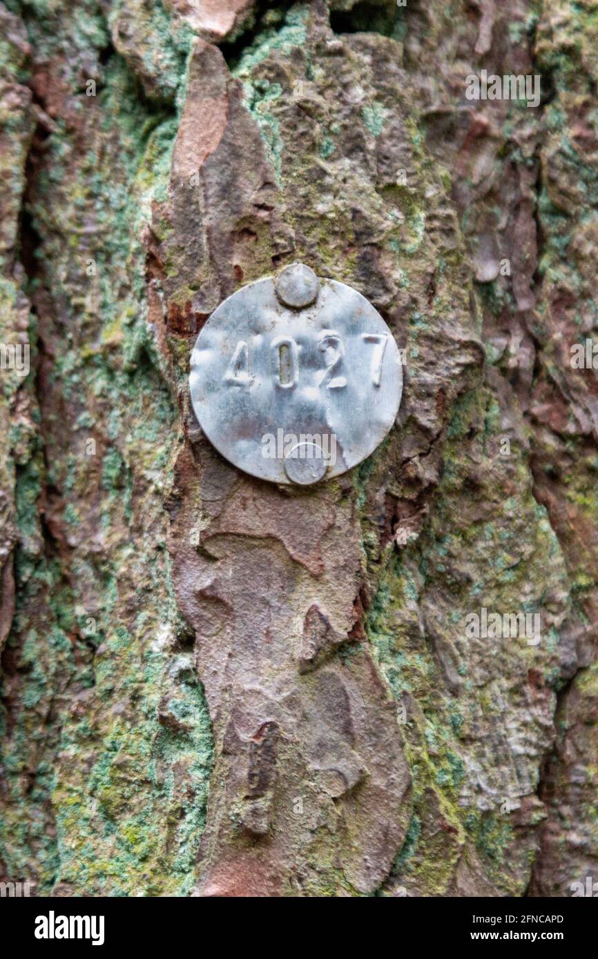 A round aluminium Forestry Commission identification tag on a tree in ...