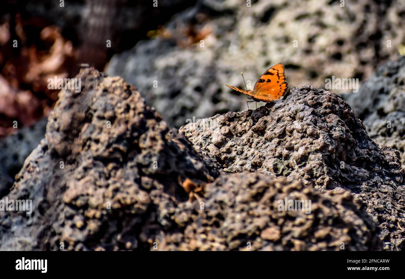 Single butterflie seat on rural forest ground with stone & dry leaf ...