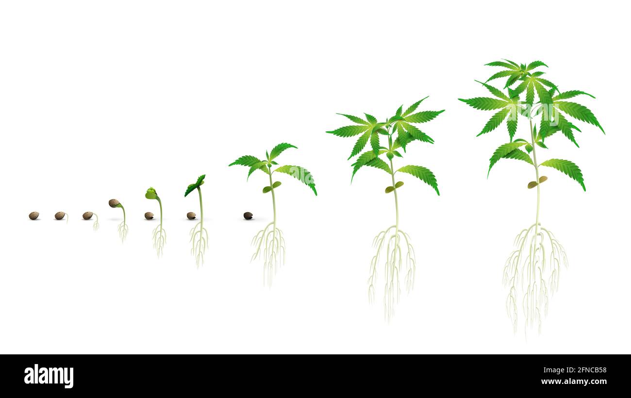 Stages of cannabis seed germination from seed to sprout, the growing ...