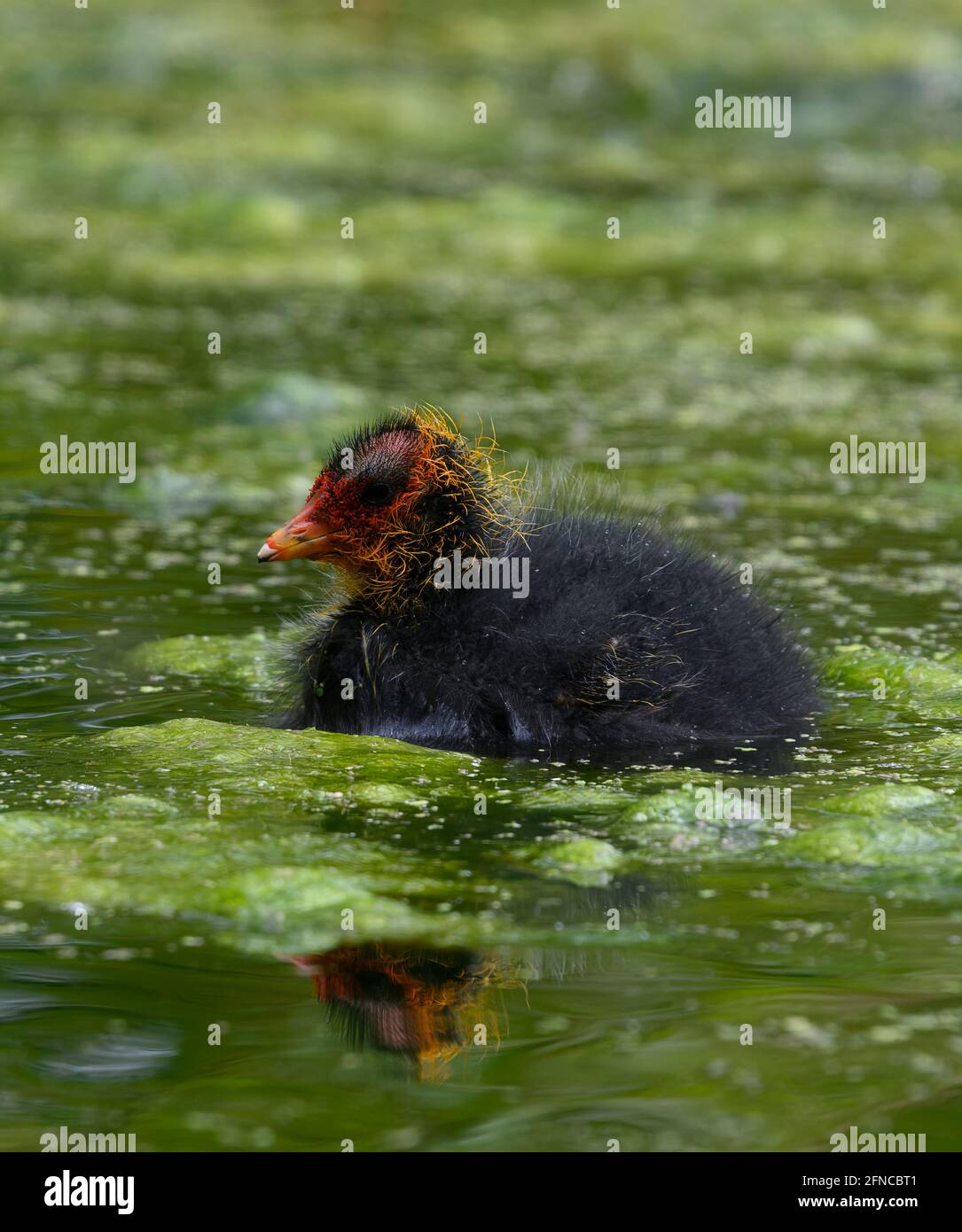 Baby coots hi-res stock photography and images - Alamy