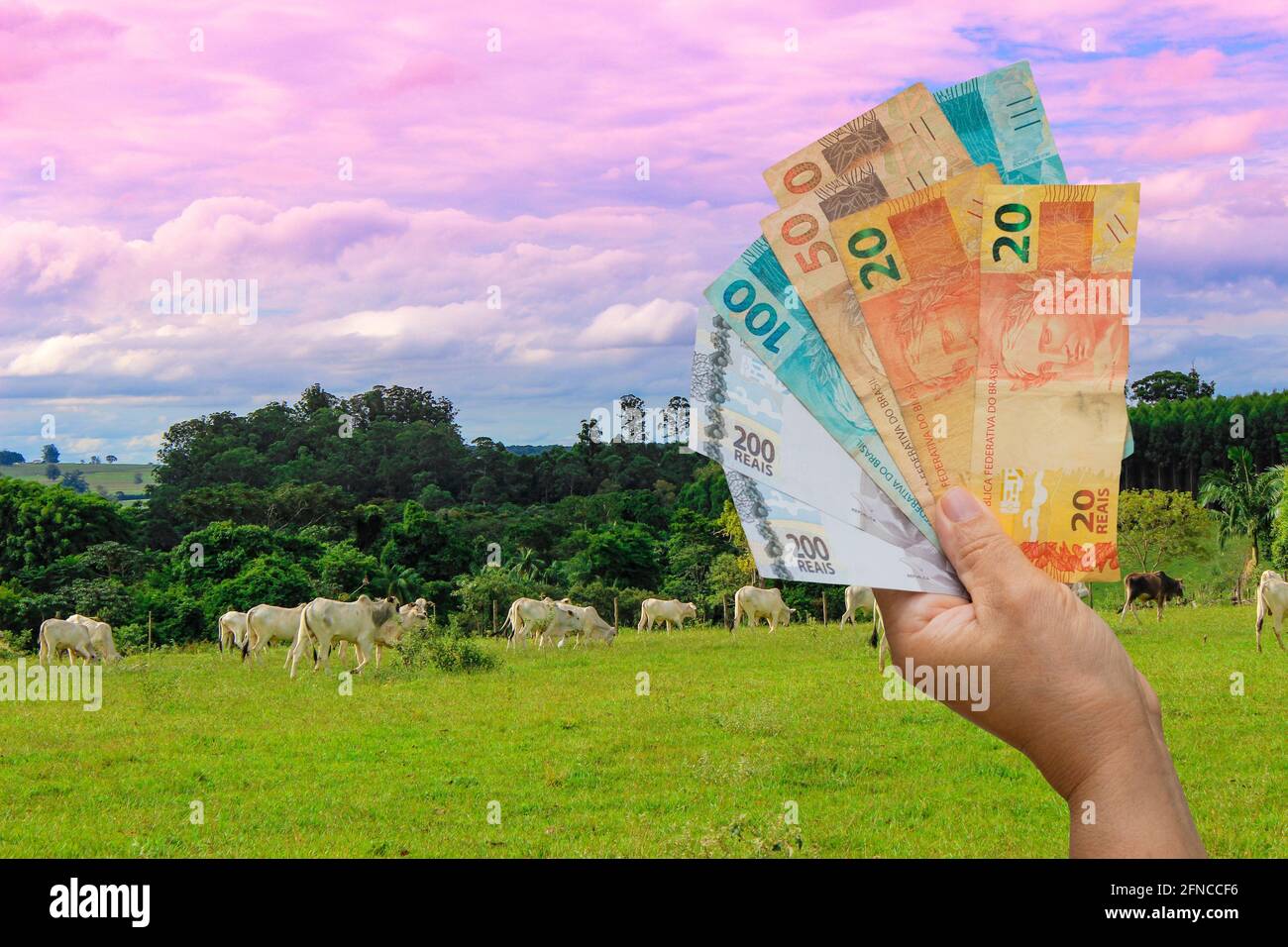 Holding Brazilian money on cows farm field at sunset. Concept Image of ...
