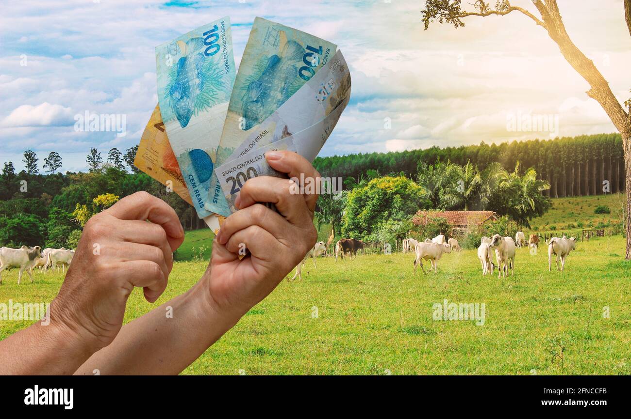 Holding Brazilian money on cows farm field at sunset. Concept Image of ...