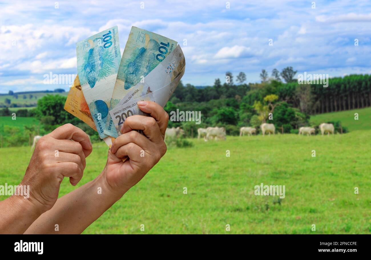 Holding Brazilian money on cows farm field at sunset. Concept Image of ...