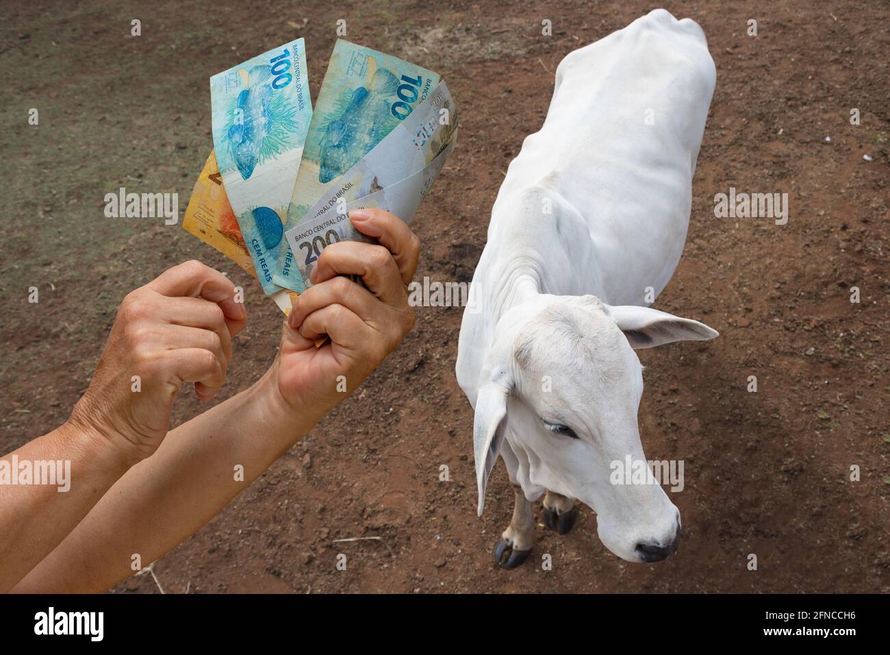 Holding Brazilian money on cows farm field at sunset. Concept Image of ...