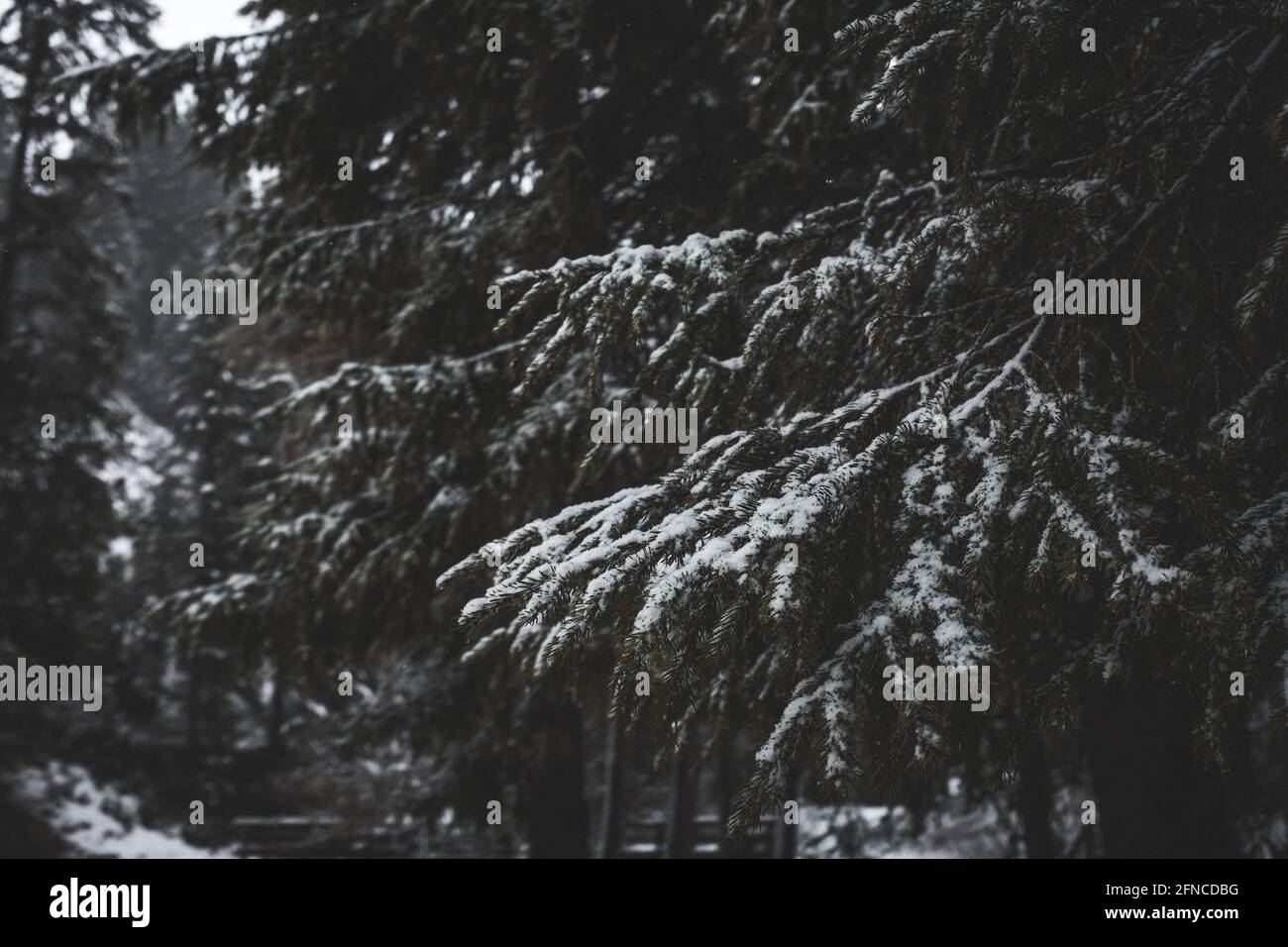 Cedar tree branches covered hi-res stock photography and images - Alamy