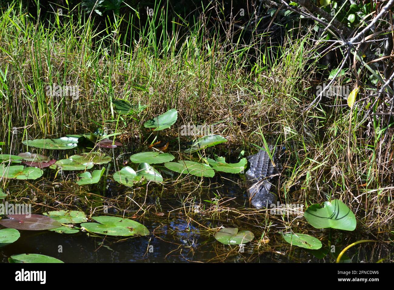 A natural view of an alligator on a swampy area Stock Photo - Alamy