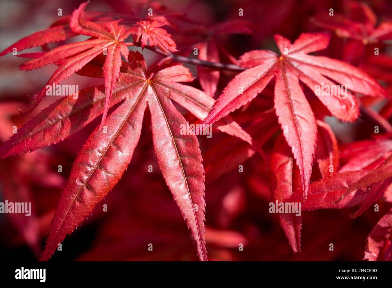 Japanese maple hi-res stock photography and images - Alamy