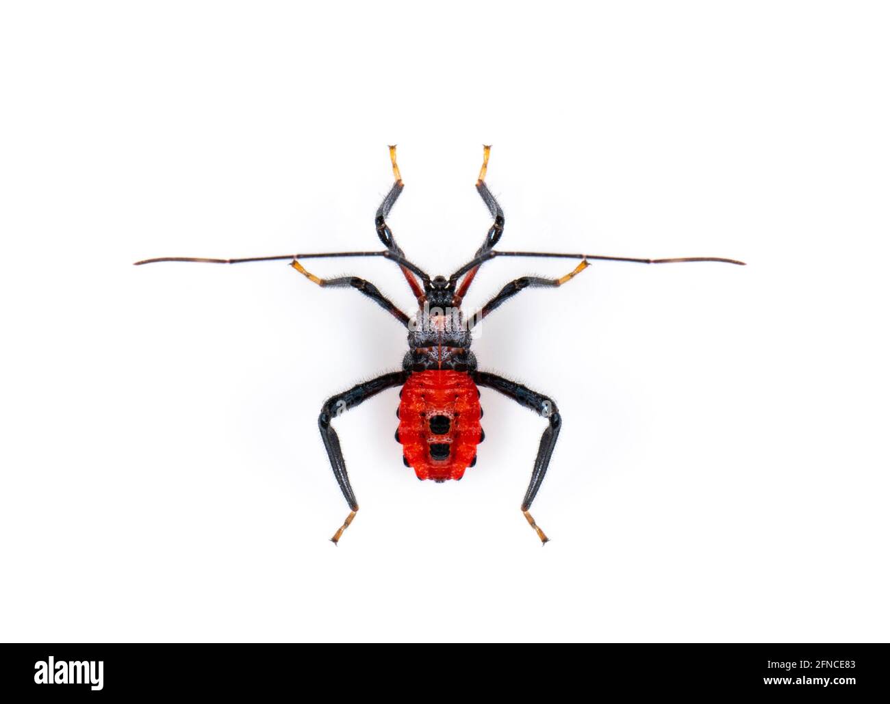 Red white black assassin bug hi-res stock photography and images - Alamy