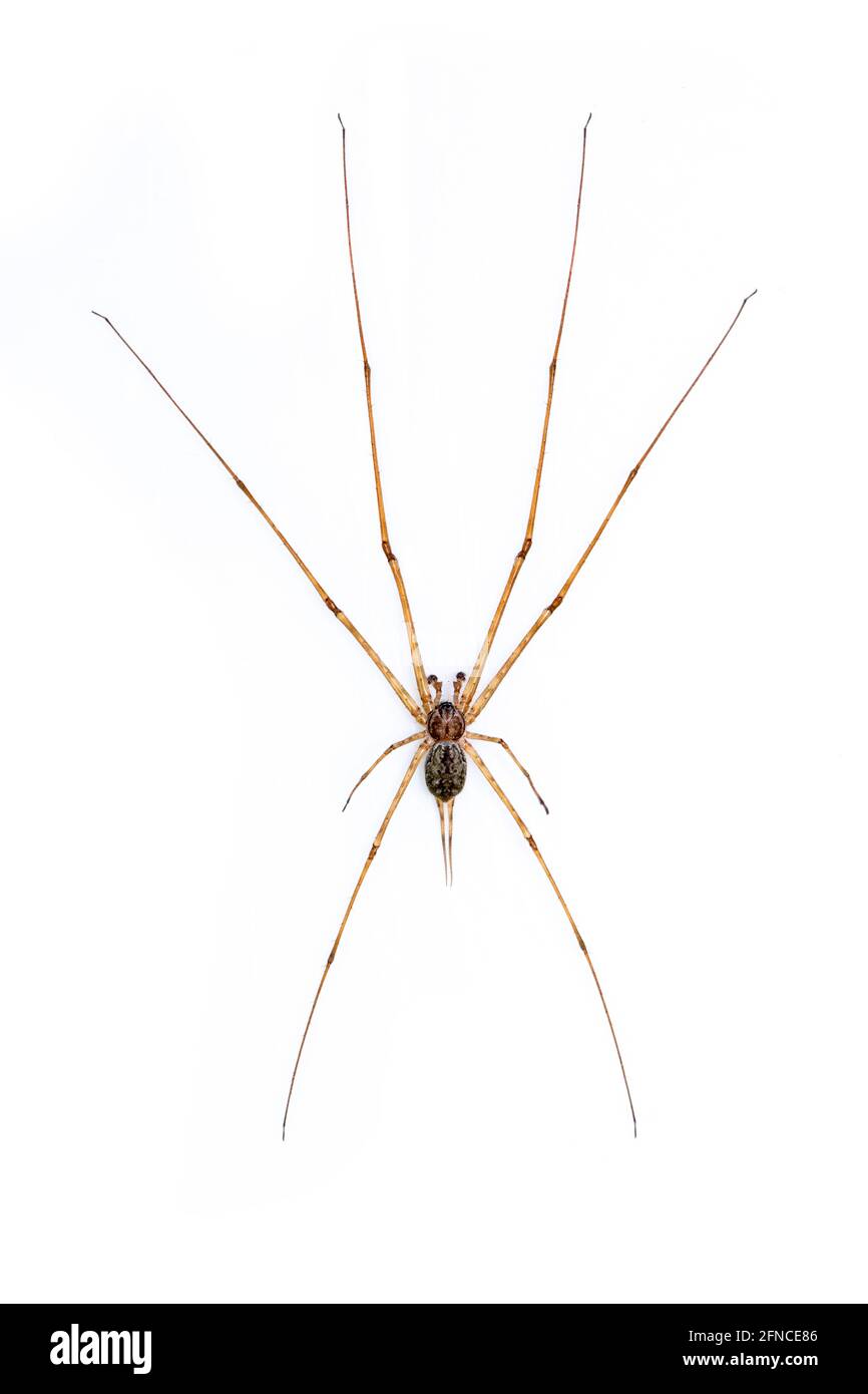 Image of two tailed Spider(Hersilia sp.) isolated on white background ...
