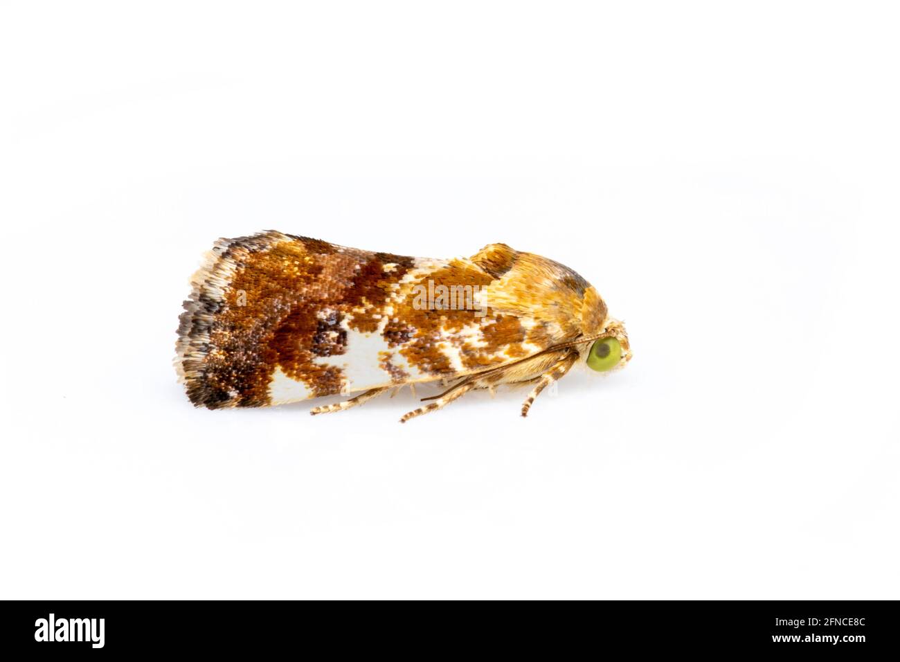 Image of brown moth isolated on white background. Animal. Insect Stock ...