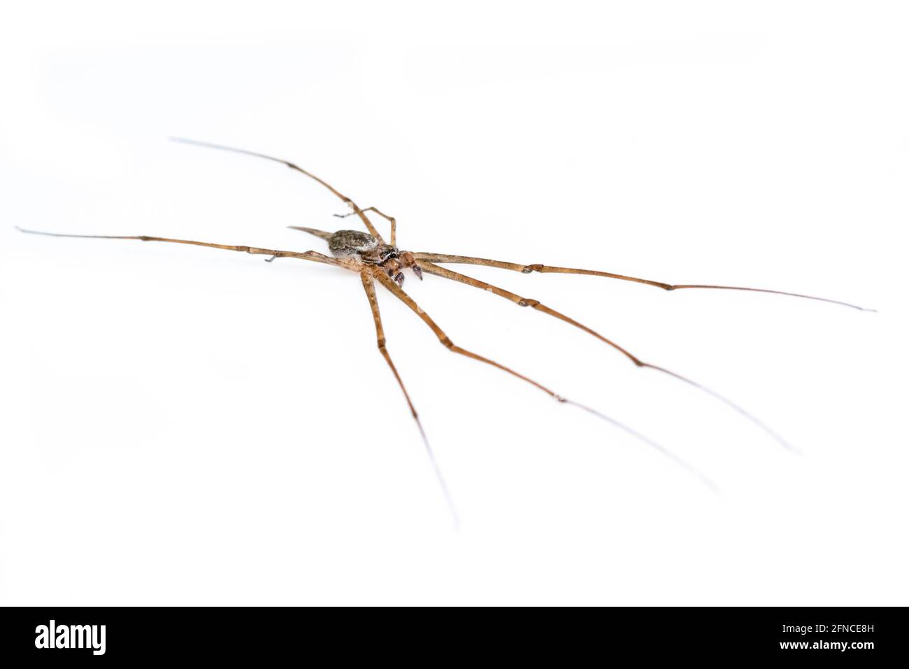 Image of two tailed Spider(Hersilia sp.) isolated on white background ...