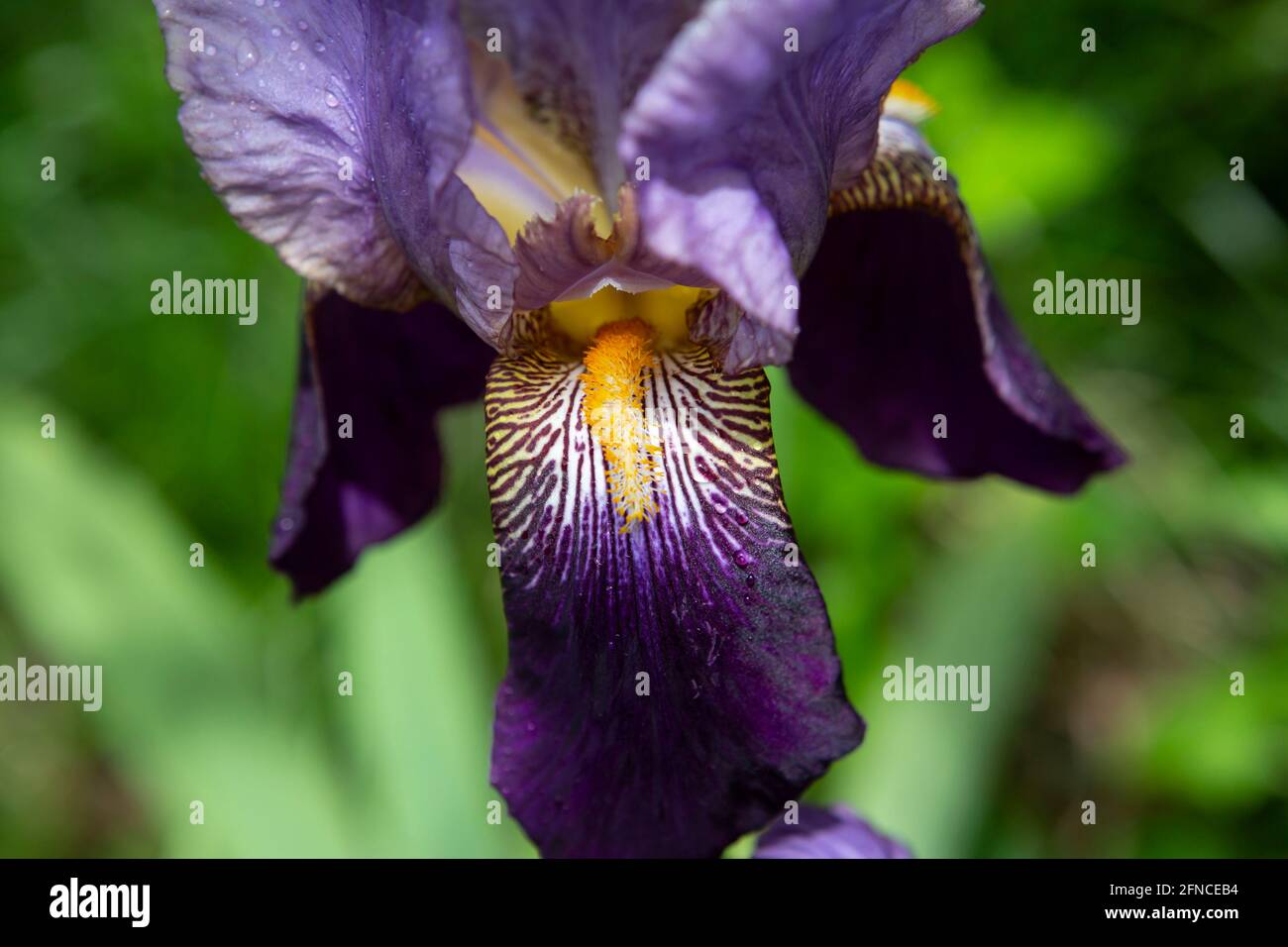Tiger Iris in detail with raindrops Stock Photo - Alamy