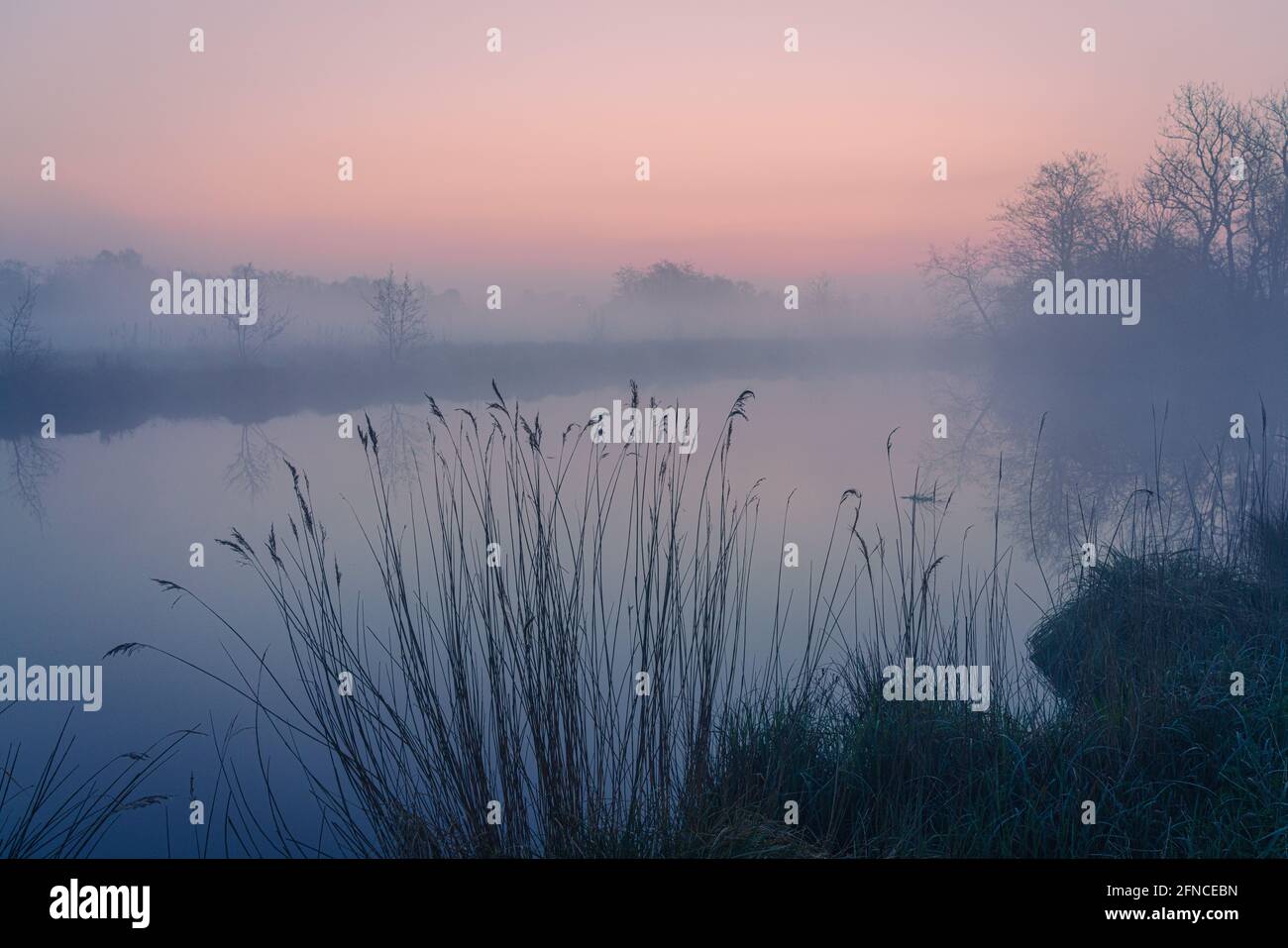 Landscape scene with reed along still water during sunrise in a Dutch ...