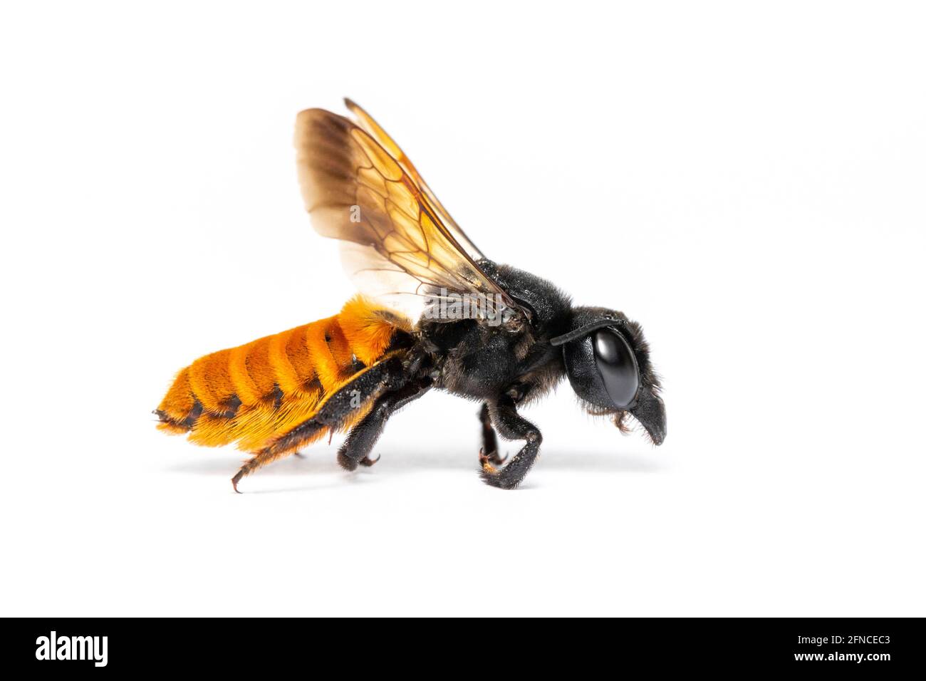 Image of fire tail resin bee isolated on white background. Animal ...