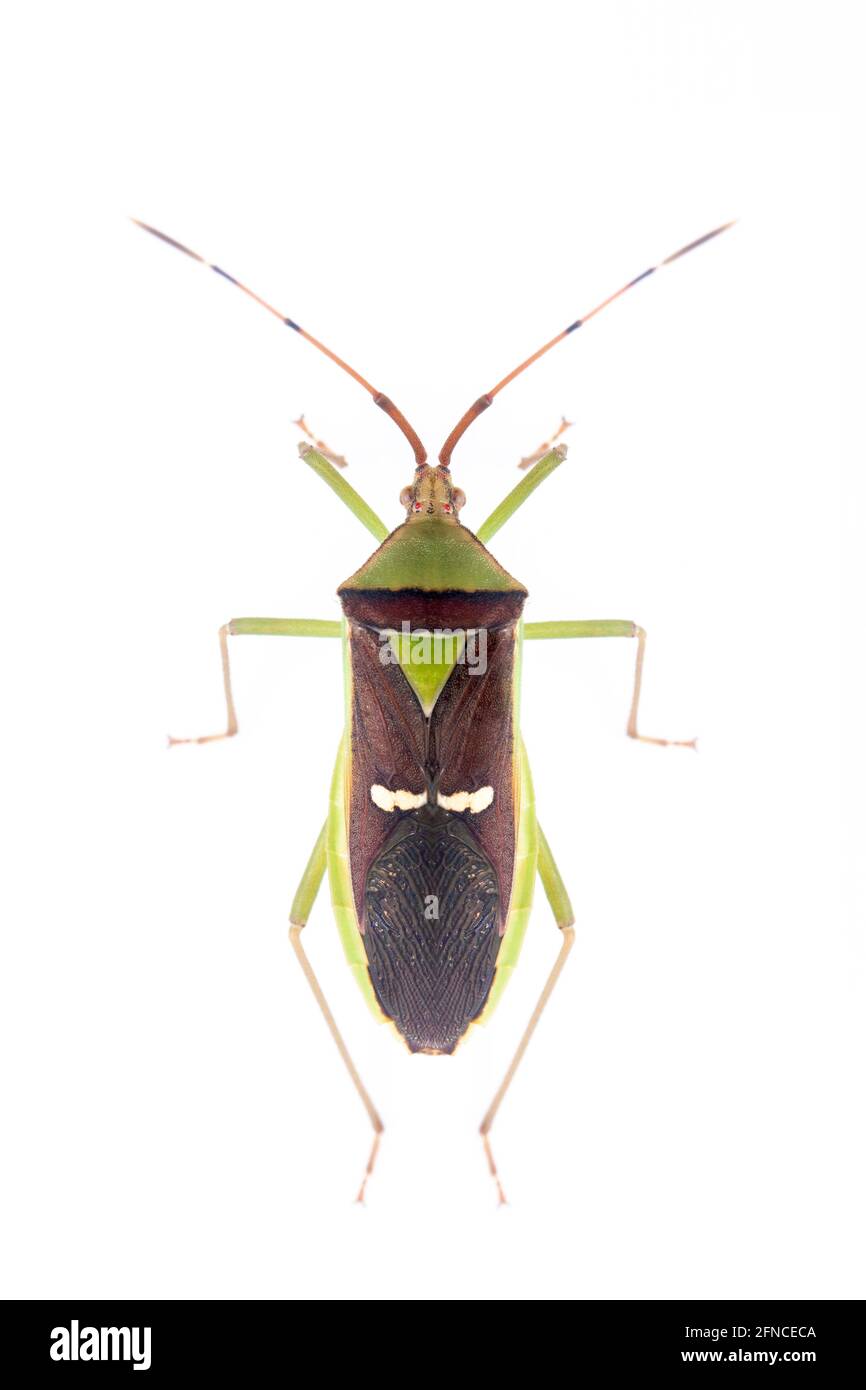 Image of green legume pod bug(Hemiptera) isolated on white background ...