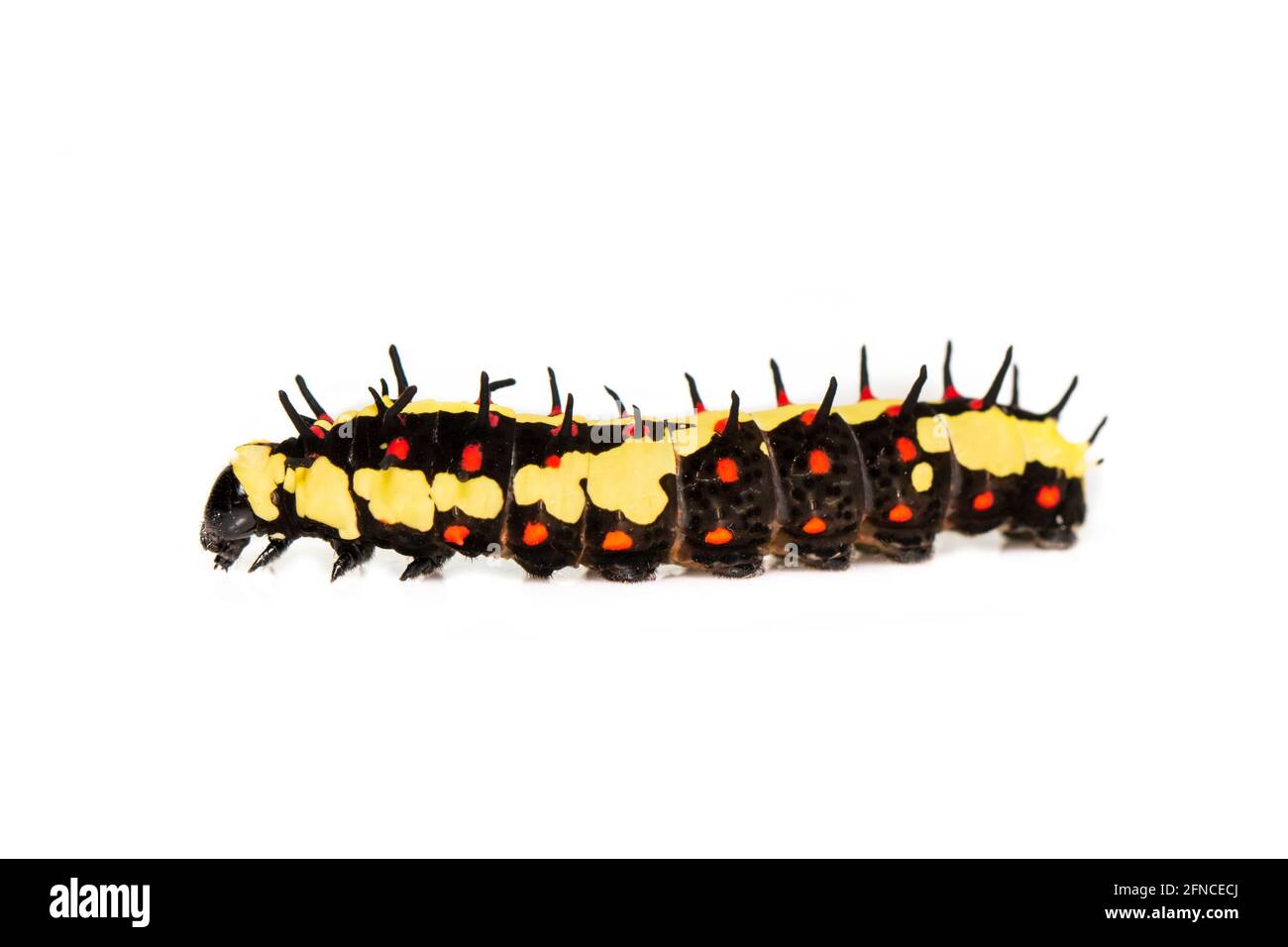 Image of caterpillars of common mime isolated on white background ...
