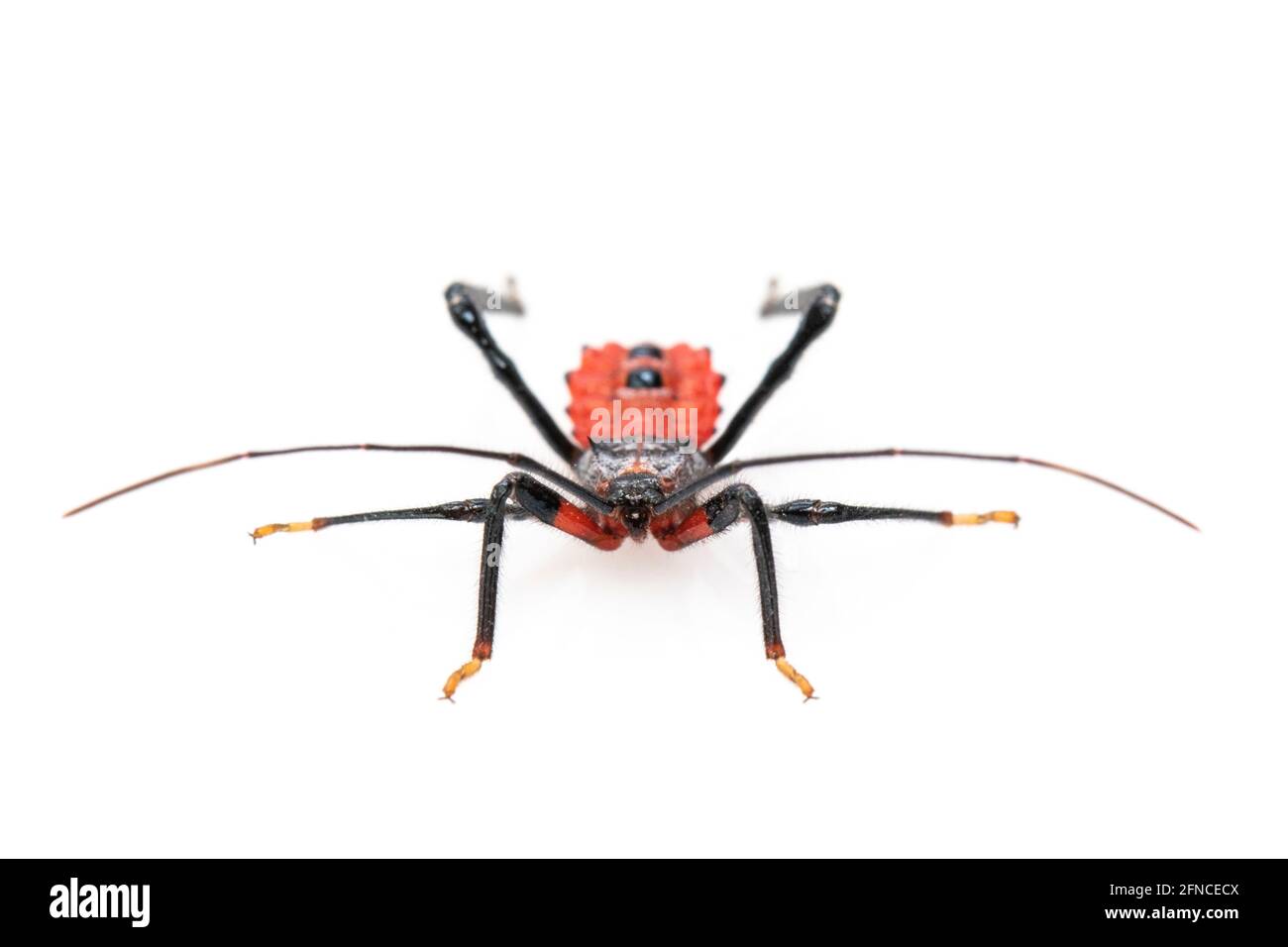 Image of red assassin bug isolated on white background. Animal. Insect ...