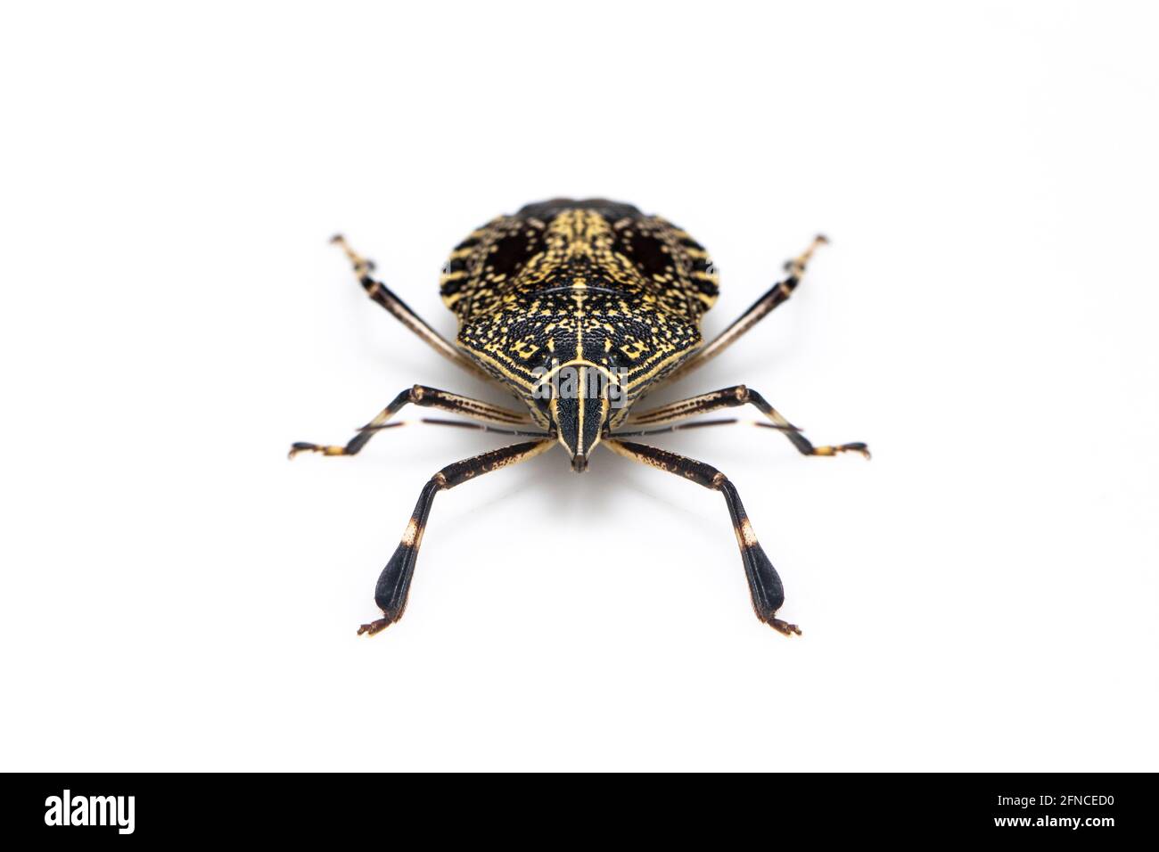 Image of yellow spotted stink bug isolated on white background. Animal ...