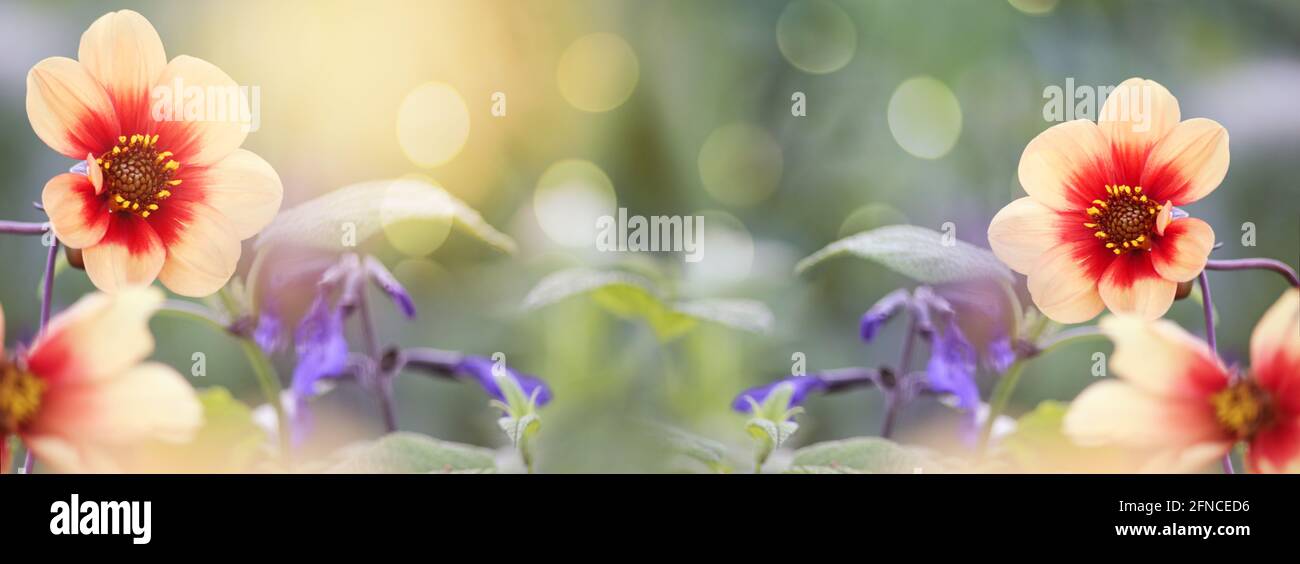 Enlarged flowers hi-res stock photography and images - Alamy