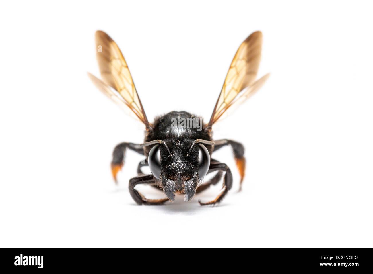 Insect pollination detail Cut Out Stock Images & Pictures - Alamy