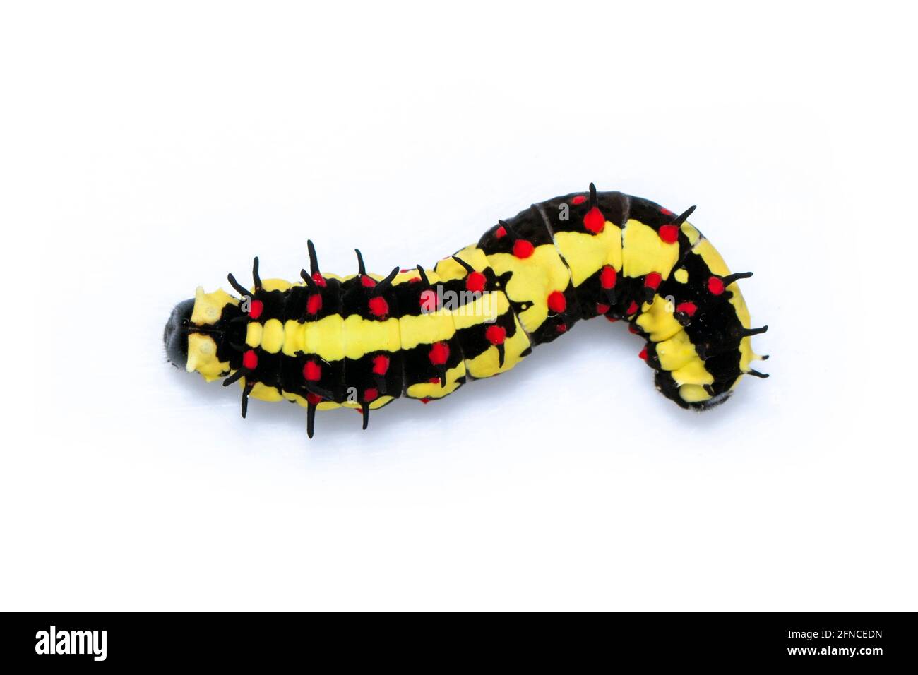 Image of caterpillars of common mime isolated on white background ...