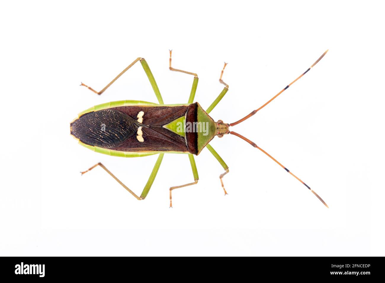 Image of green legume pod bug(Hemiptera) isolated on white background ...