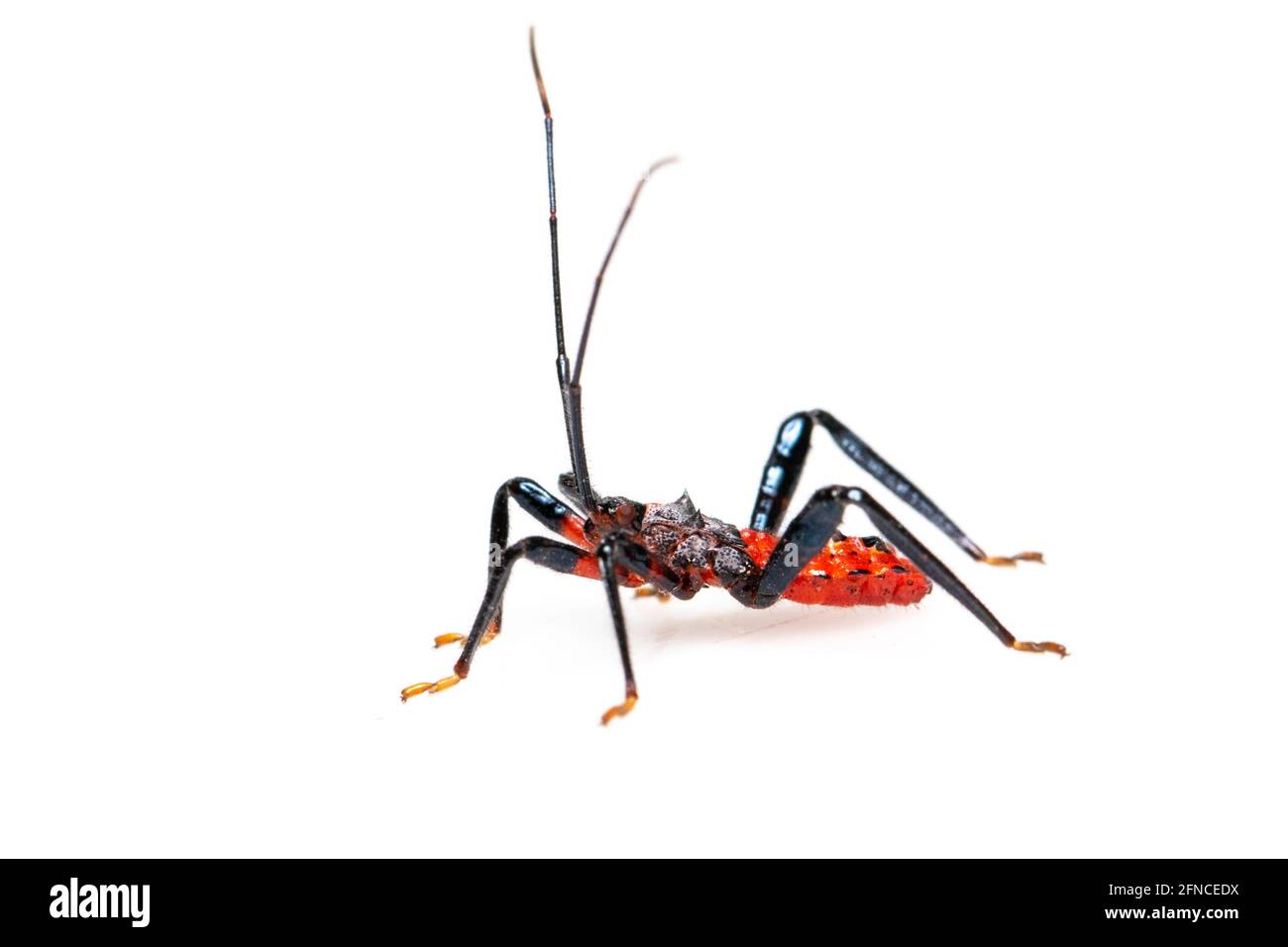 Image of red assassin bug isolated on white background. Animal. Insect ...