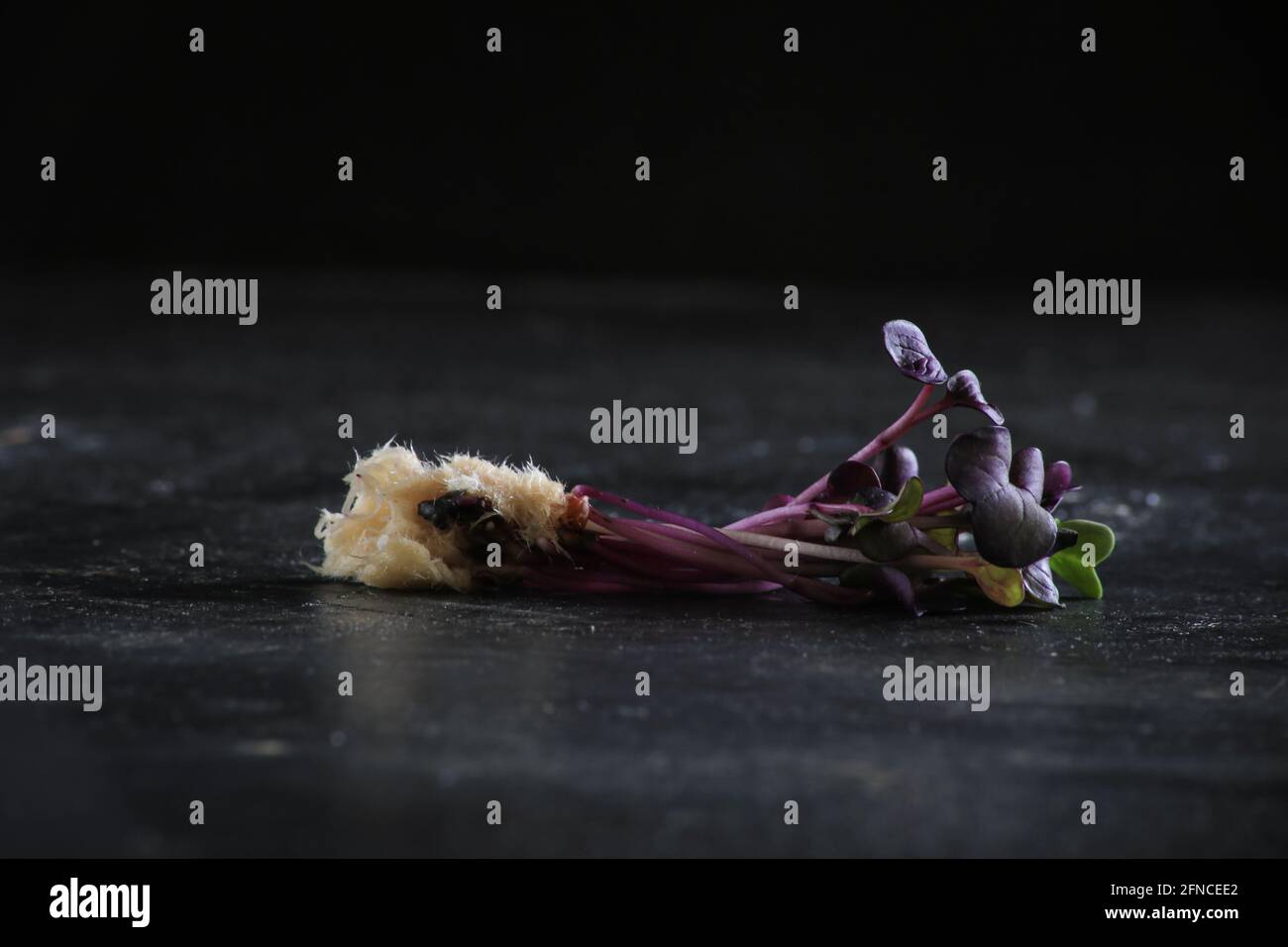 Cress leaf hi-res stock photography and images - Alamy