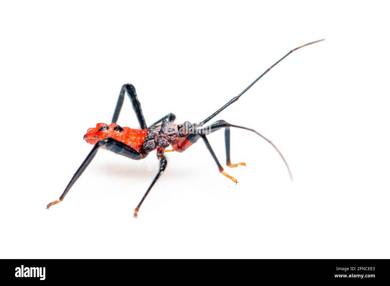 Image of red assassin bug isolated on white background. Animal. Insect ...