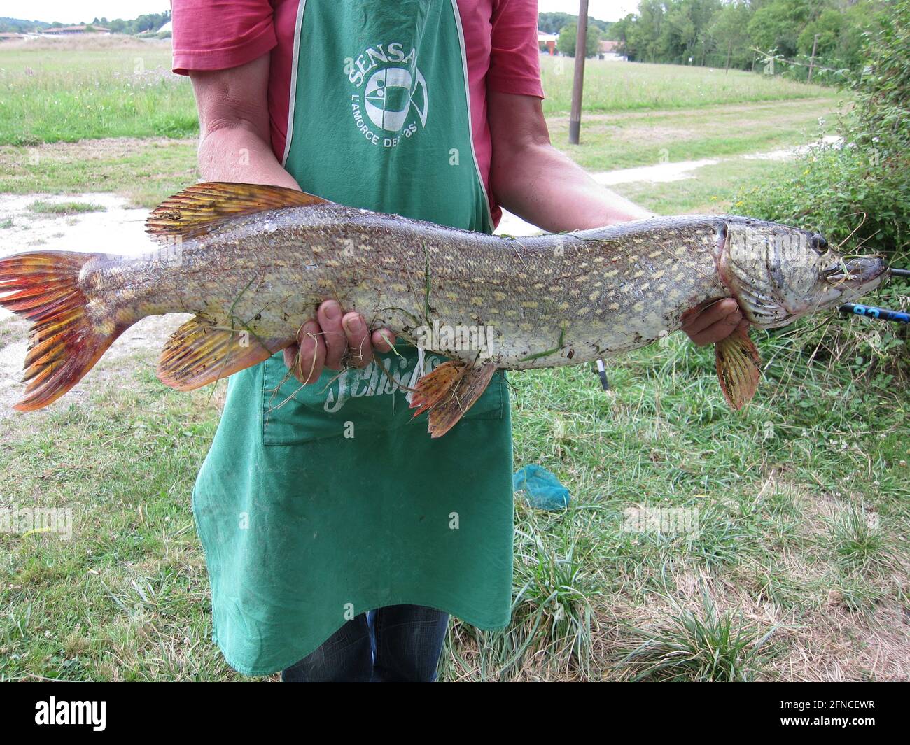 Giant pike hi-res stock photography and images - Alamy
