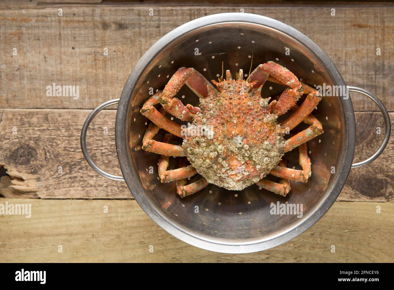 Cornish king crab hi-res stock photography and images - Alamy