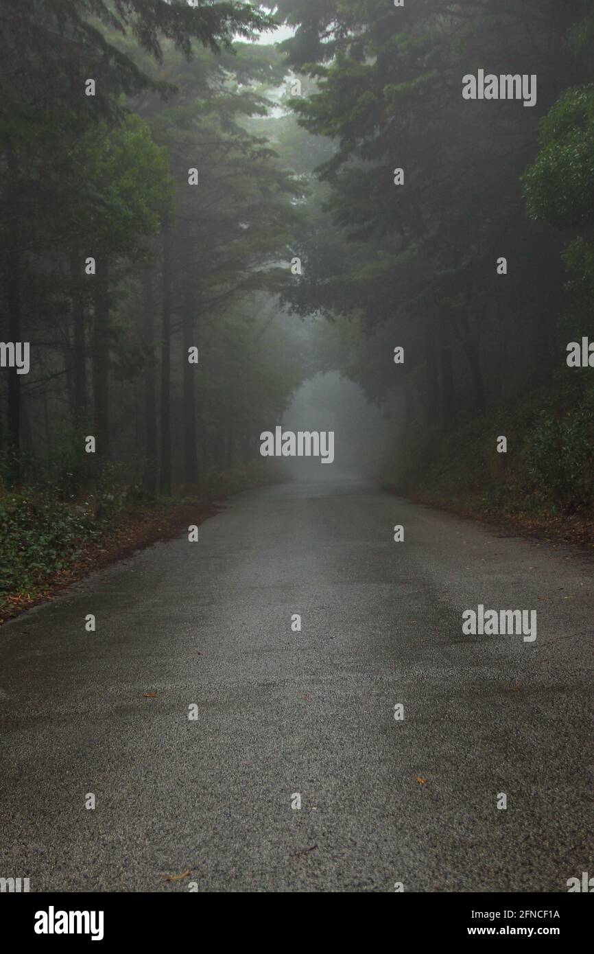 Road in a forest covered with mist Stock Photo - Alamy