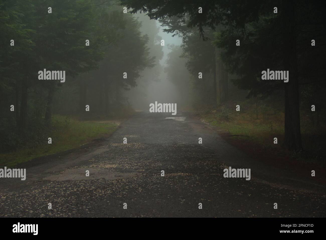 Road in a forest covered with mist Stock Photo - Alamy