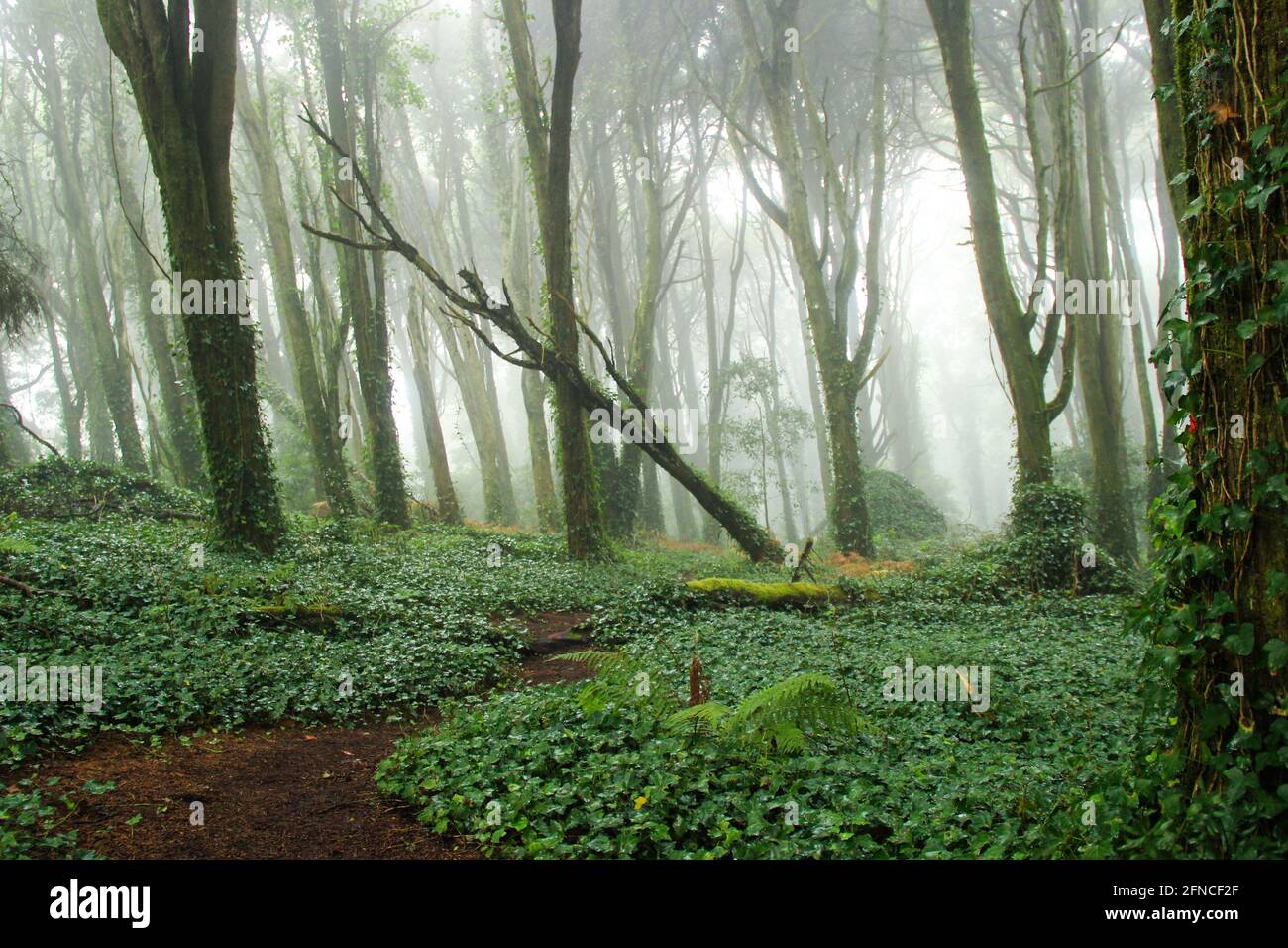 Amazing wood covered with mist. Path in a fores Stock Photo - Alamy