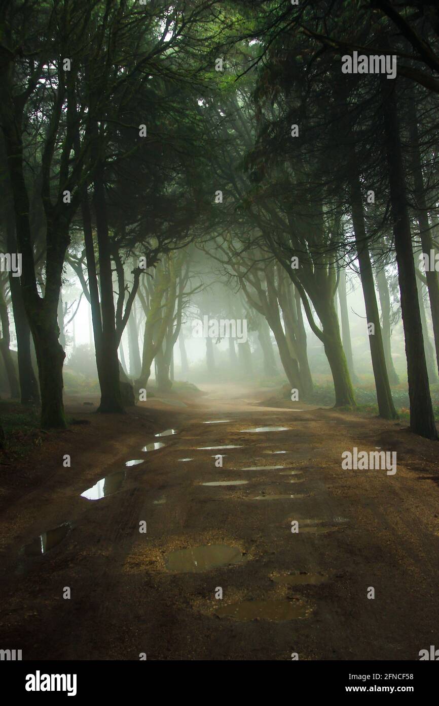 Amazing wood covered with mist. Path in a fores Stock Photo - Alamy