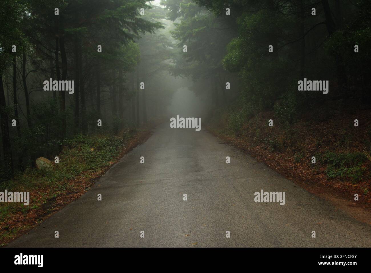 Road in a forest covered with mist Stock Photo - Alamy