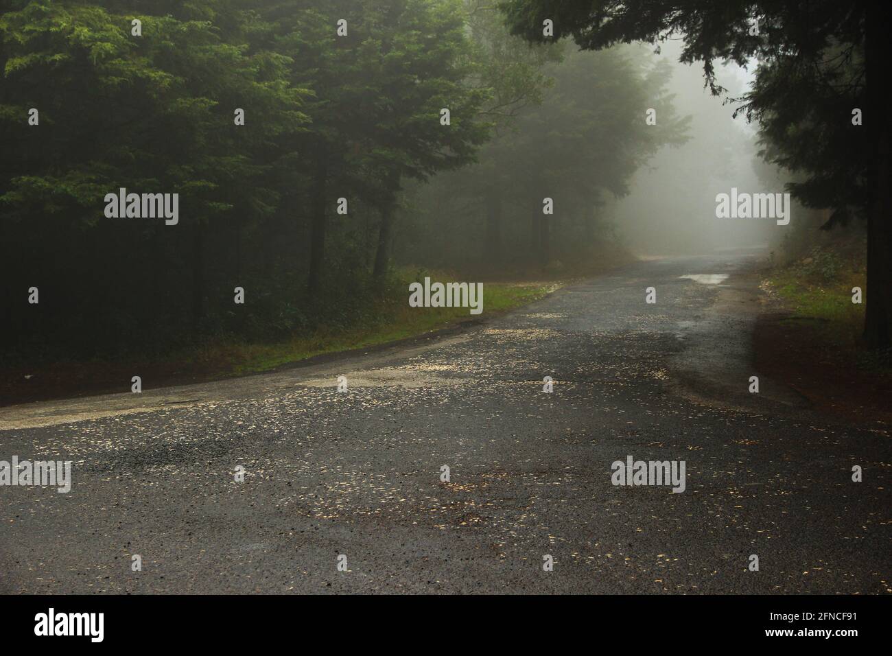 Road in a forest covered with mist Stock Photo - Alamy