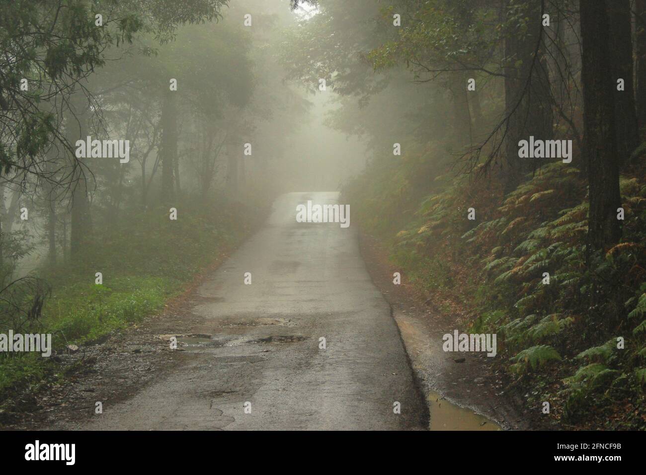 Road in a forest covered with mist Stock Photo - Alamy